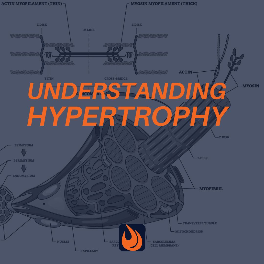 Understanding Hypertrophy Why Do Muscles Get Bigger Improve Your Body