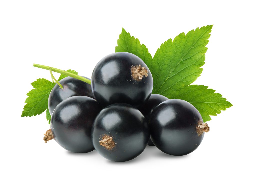 Uncovering the Wellness Potential of New Zealand Black Currant